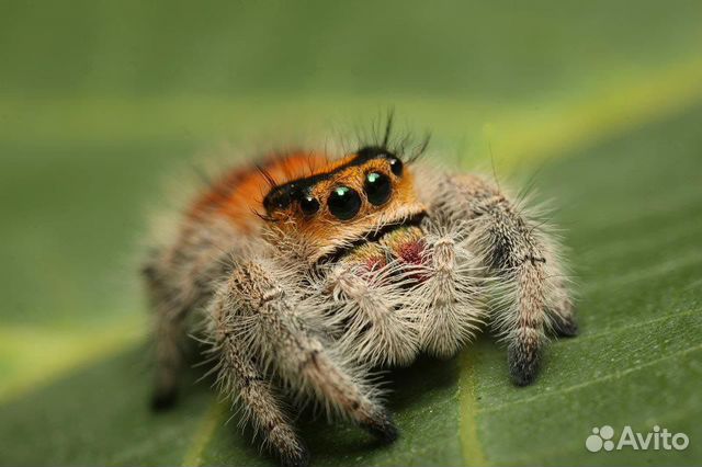 Паук скакун