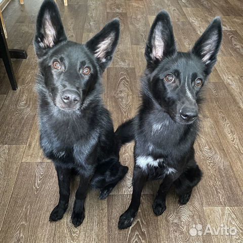 Две собачки ищут заботливых хозяев