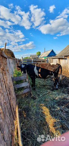 Бычки и быки на мясо