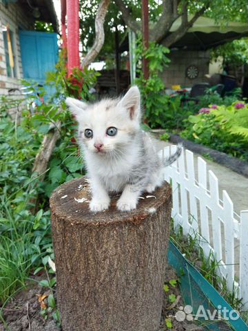 Кошки в добрые руки бесплатно