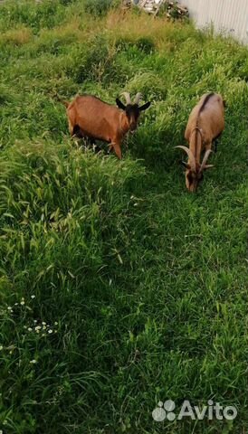 Чешские козы