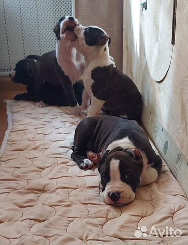 Милые тигрята