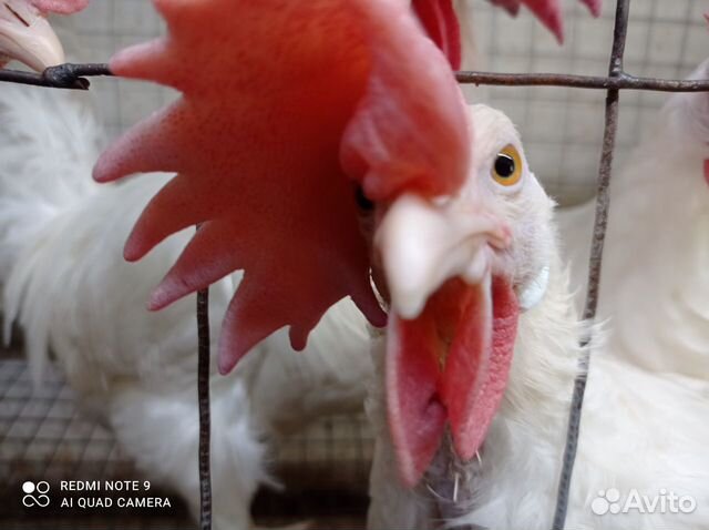 Молодые петушки Декалб Уайт