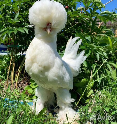 Турецкая султанка