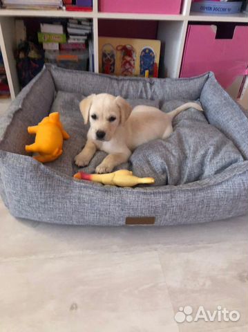 Щенок лабрадора