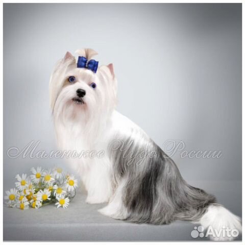 Мальчик йорк голубоглазый черничный