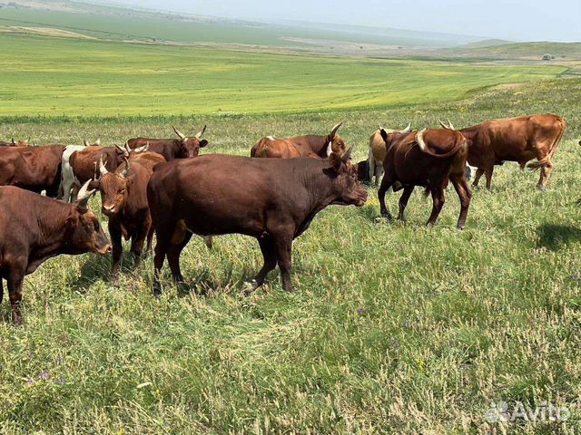 Быки на мясо сено коровы