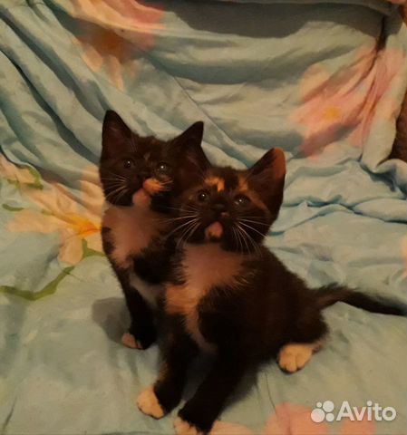 Котята 2 месяца, девочки, в добрые руки