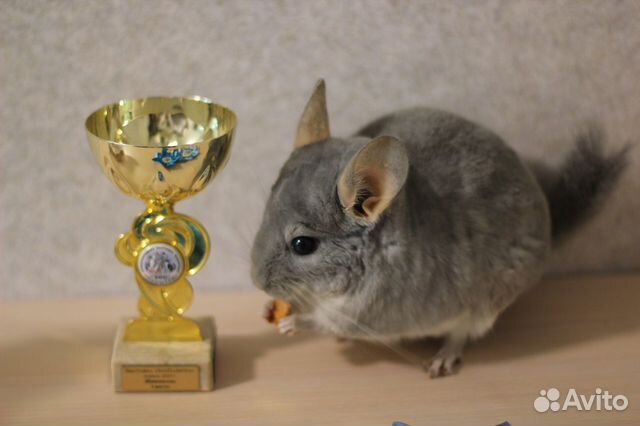 Шиншилла голубой бриллиант