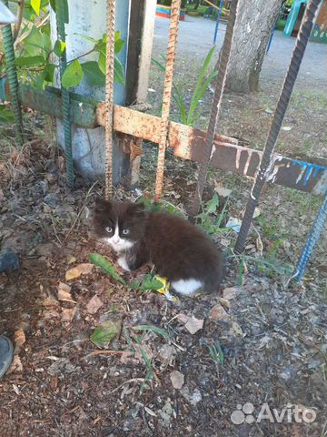 Котёнок потеряшка