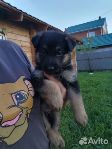 Продам щенков немецкой овчарки