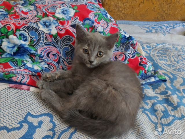 Котенок девочка