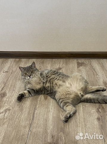 Чистокровный шотландец окрас Вискас