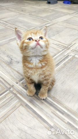 Котенок мальчик рыжий