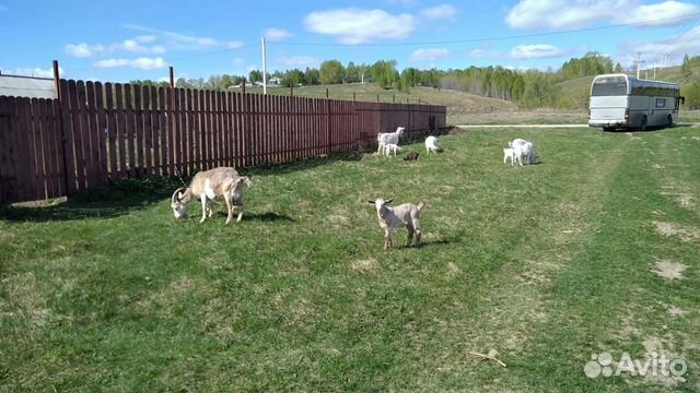 Коза дойная молочная