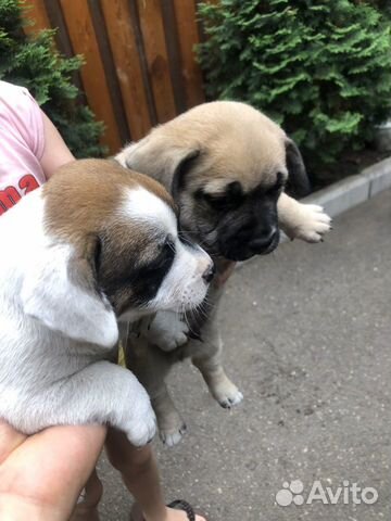 Собаки бесплатно