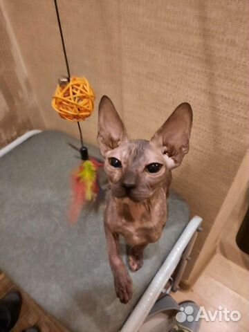 Донской сфинкс