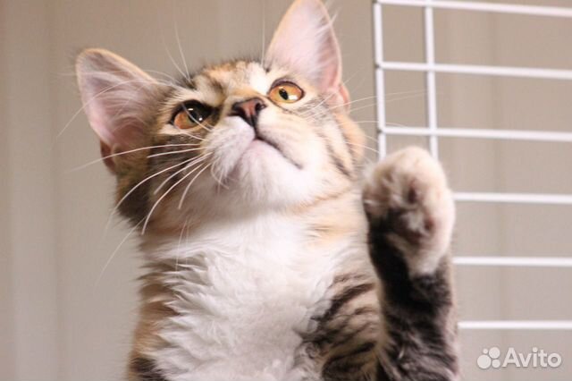 Котята в добрые руки бесплатно