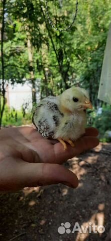 Цыплята корниш золотистоокаймленный