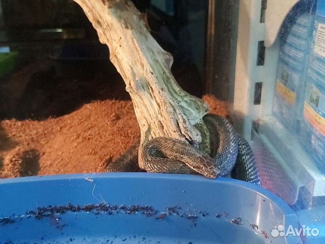 Полоз узорчатый