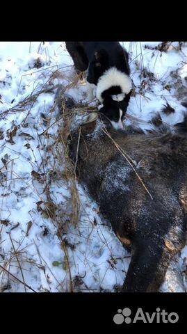 Русско европейская лайка