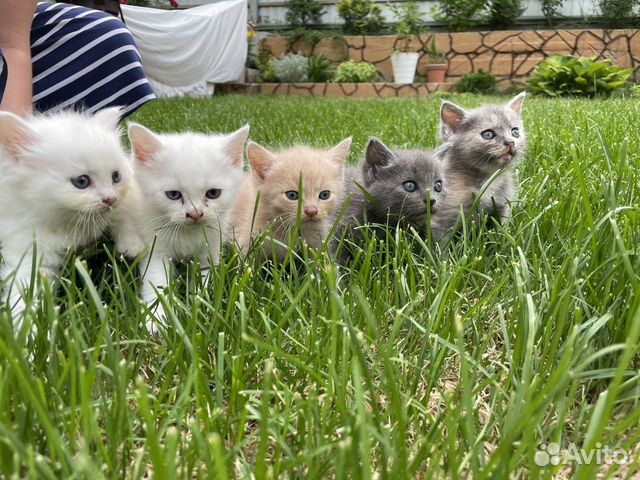 Котята в добрые руки даром