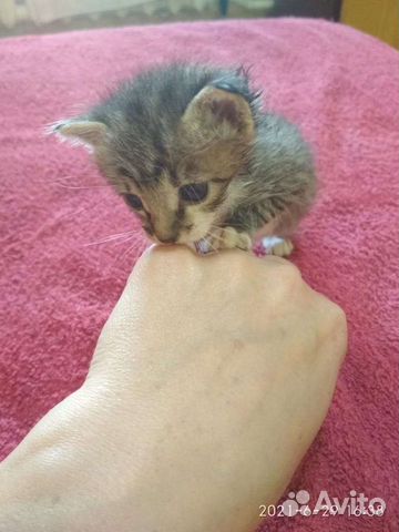 Котёночек в заботливые руки