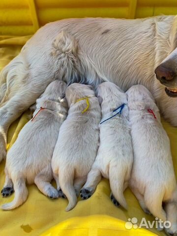 Золотистый ретривер