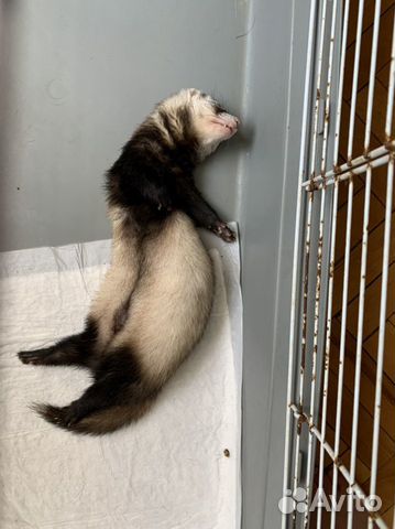 Хорек, старенький