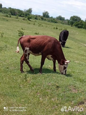 Корова телка