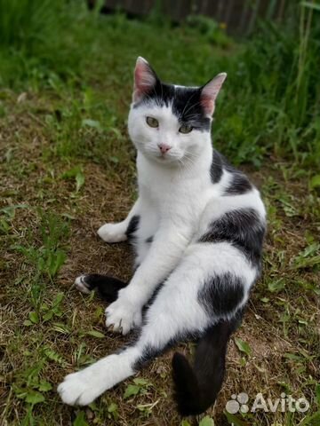 Кот Генри в дар