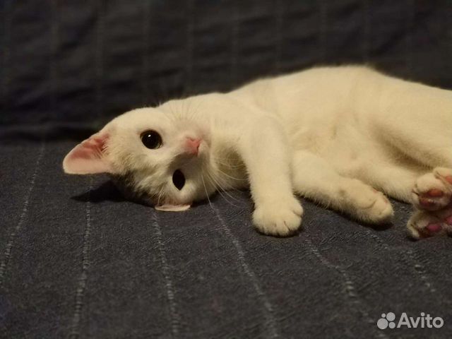 Кот Яша ищет заботливых и ответственных "родителей