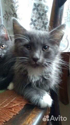 Кот Мубака