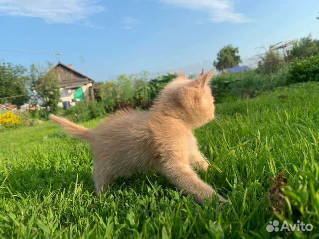 Котёнок