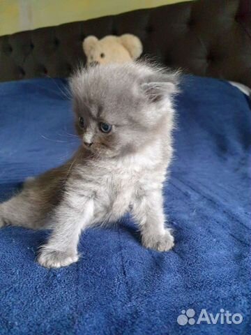 Британские вислоухие котята