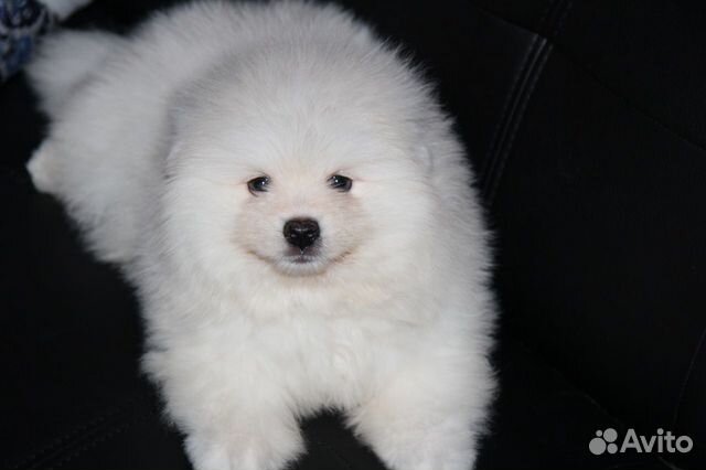 Красивый Кремовый Медвежонок