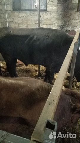 Продам бычков на откорм