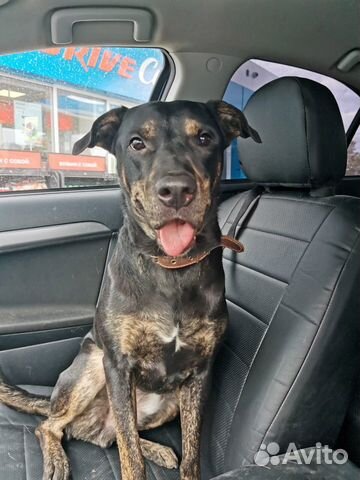 Пёс Шериф ищет хозяина. Отдадим в хорошие руки