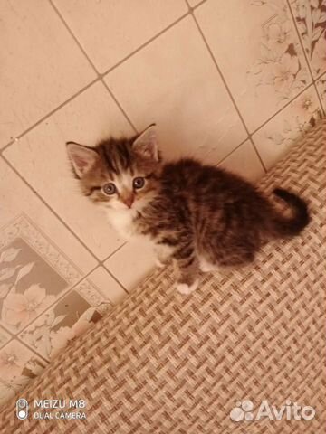 Сибирская кошка бесплатно