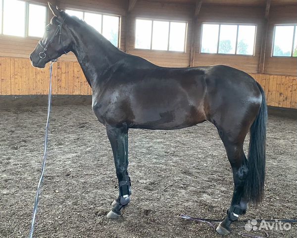 Продам кобылу 2018г заезжена