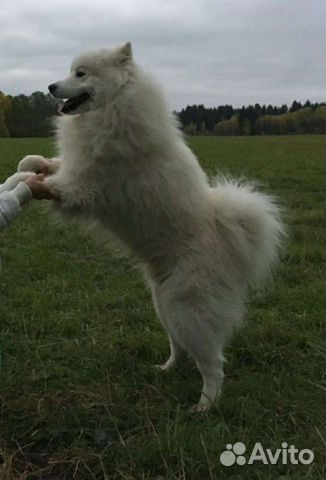 Самоедская лайка