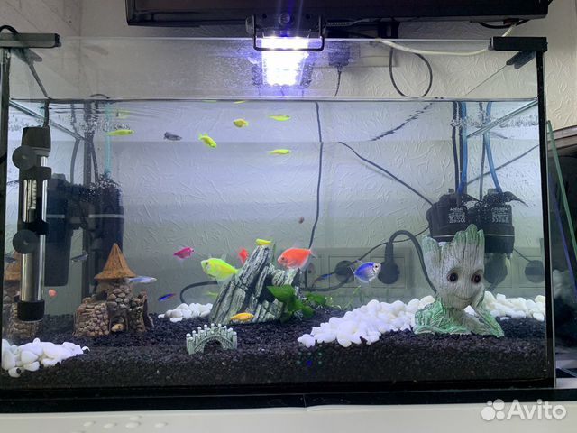 Тернеции glofish