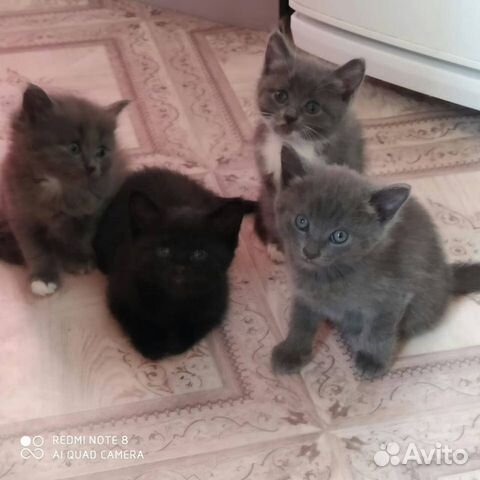 Котята
