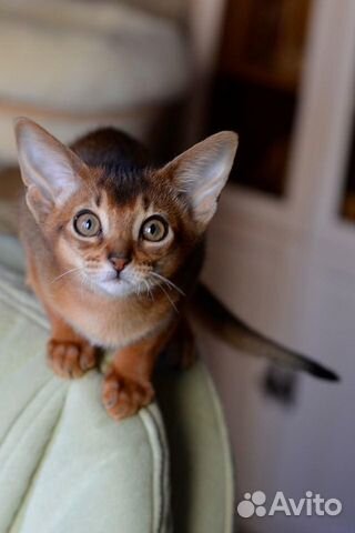 Девочка Дикого Окраса