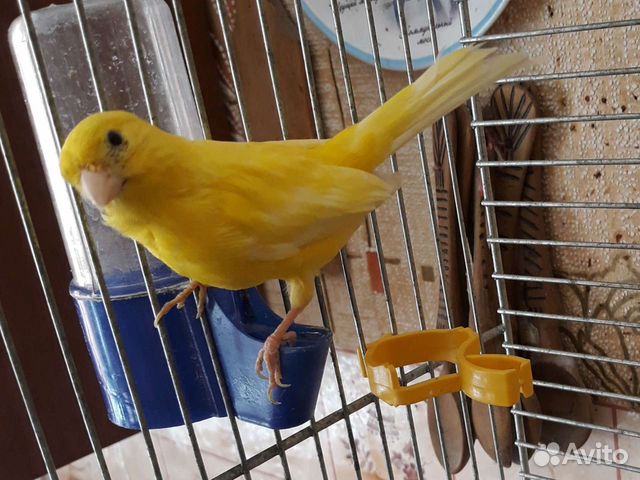 Канарейка, девочка