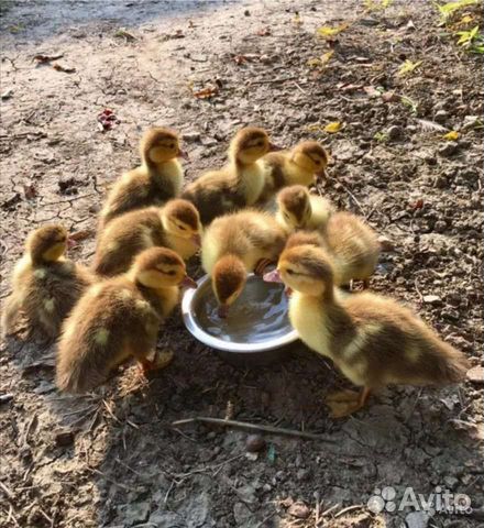 Суточные индоутки