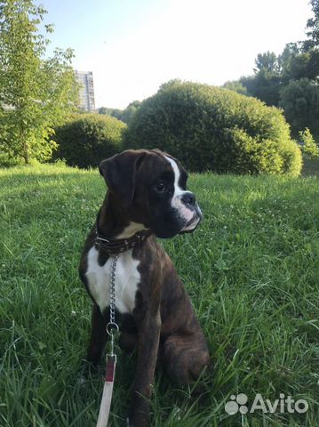 Щенок боксера