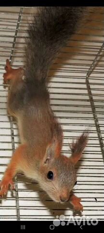 Белка домашняя