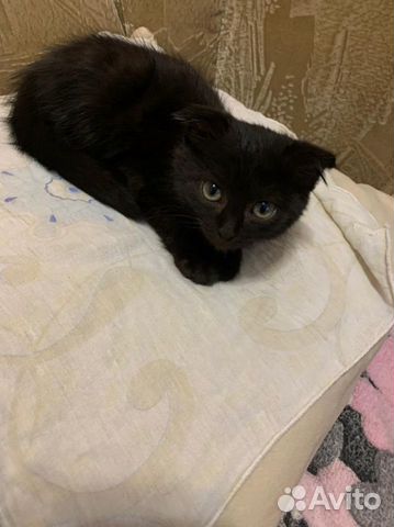 Кот красавчик
