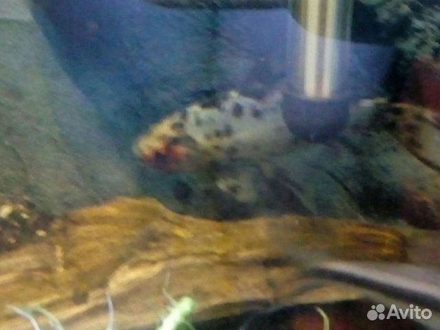 Золотая рыбка